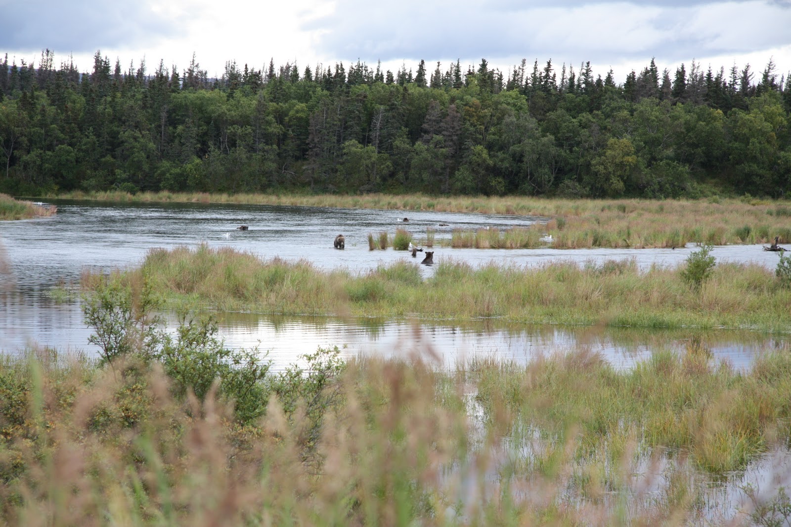 Living on the Edge: Brooks Camp I