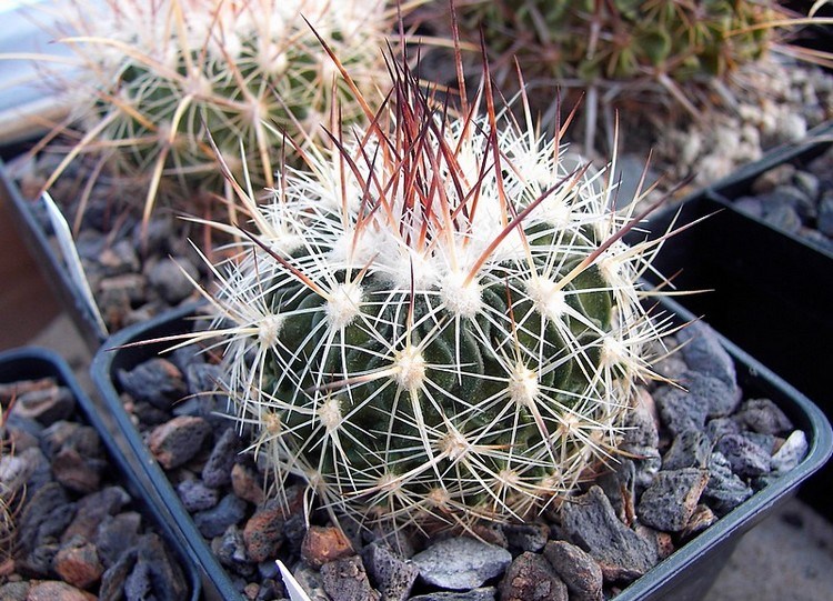 10 JENIS KAKTUS MINI YANG HARUS DIPUNYA PECINTA TANAMAN - Rinara garden ...