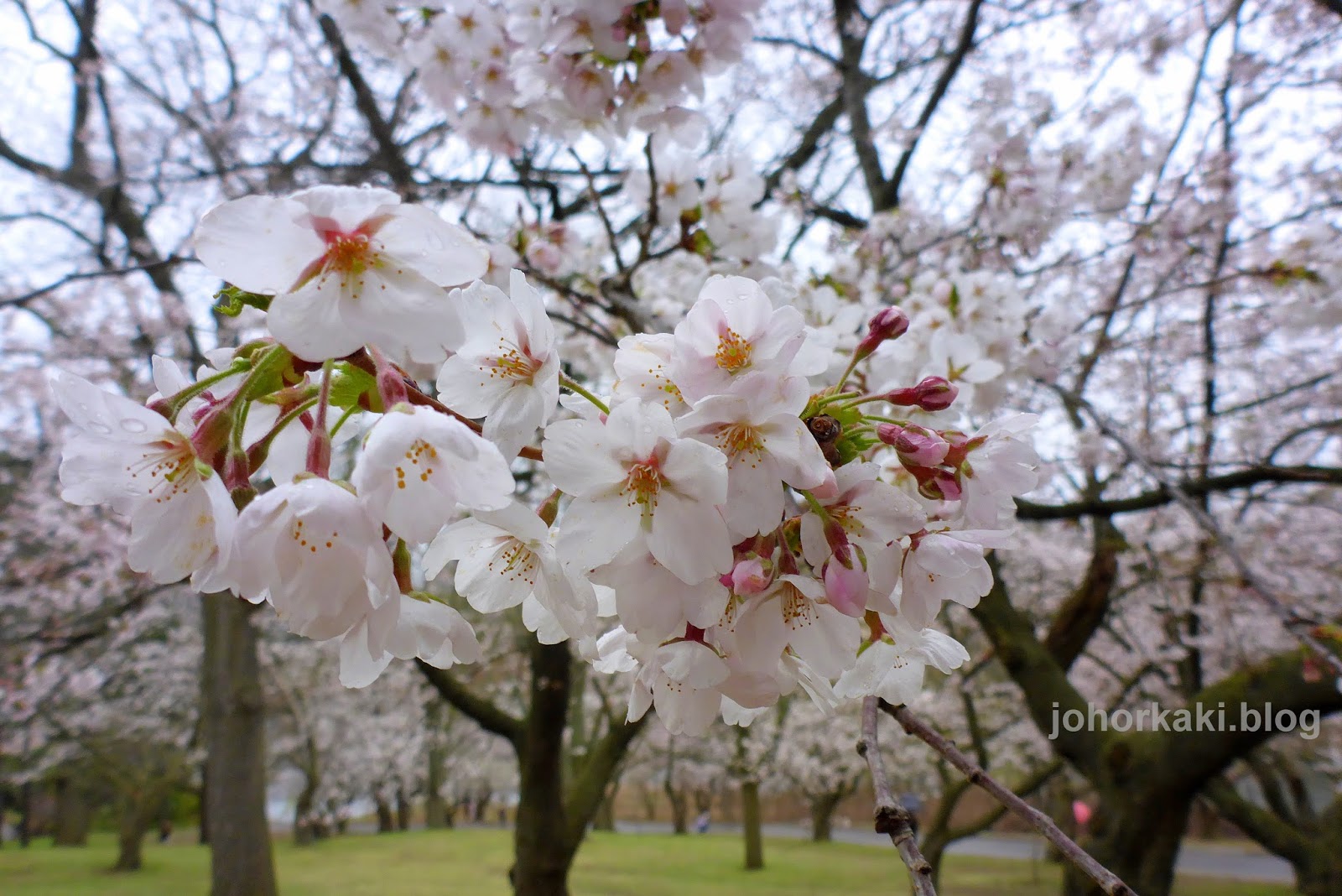 Cherry Blossoms at High Park Toronto Spring 2017 🌸 |Tony Johor Kaki ...