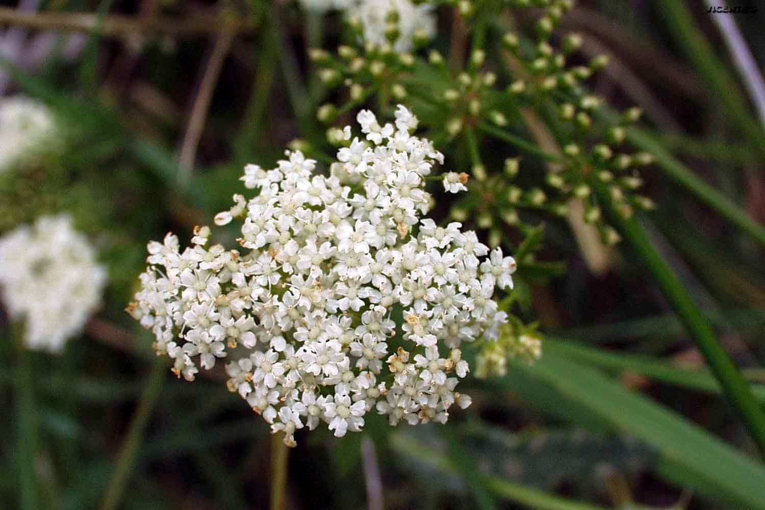 Las flores silvestres de Hormaza: Berula erecta