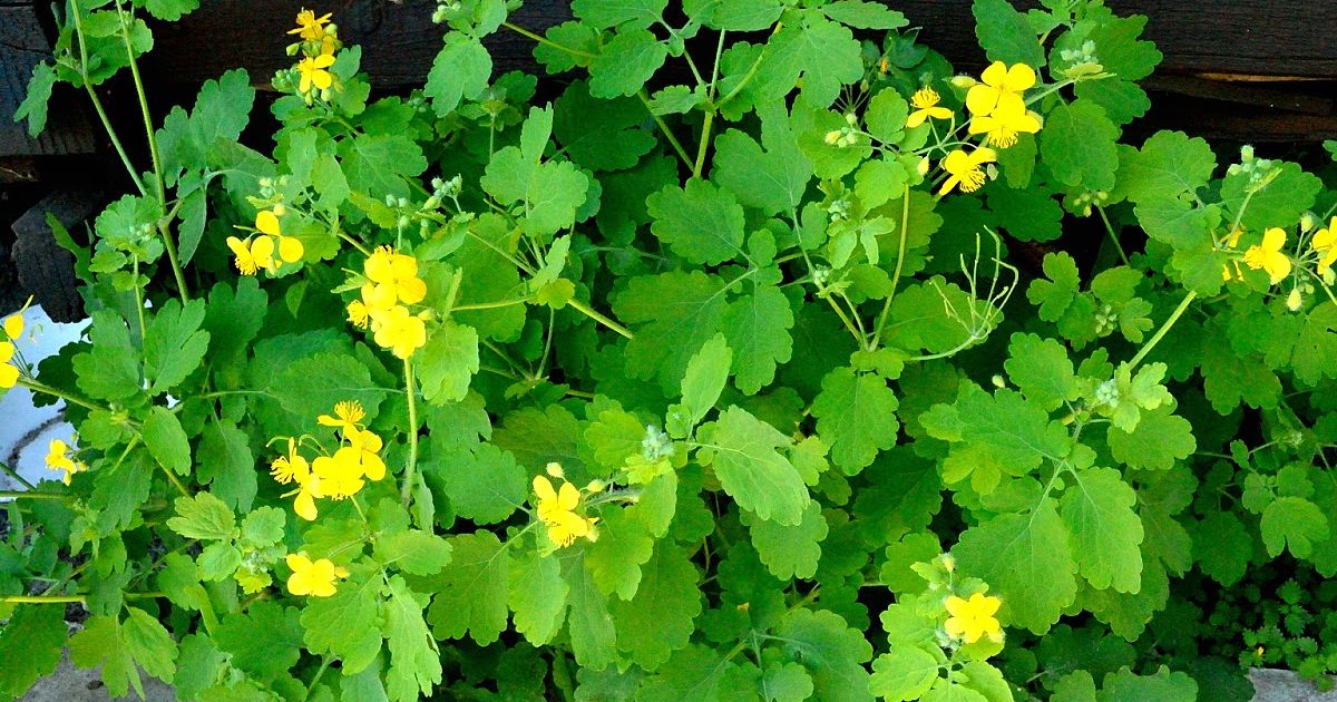 Medicina Naturista: Rostopasca folosita pentru Cataracta, Negi , Chist ...