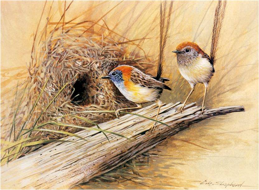 AMARNA IMAGENS: PINTURAS DE ERIC SHEPHERD