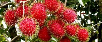 JENIS TANAMAN RAMBUTAN ~ Budidaya Desa
