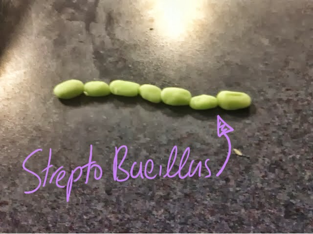 Set The House Spider Free: Play Dough Bacteria