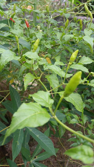 Warisan Petani: Pokok Cili Padi.
