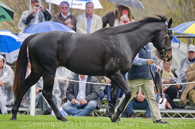 The Darley Stallion Parade 2011