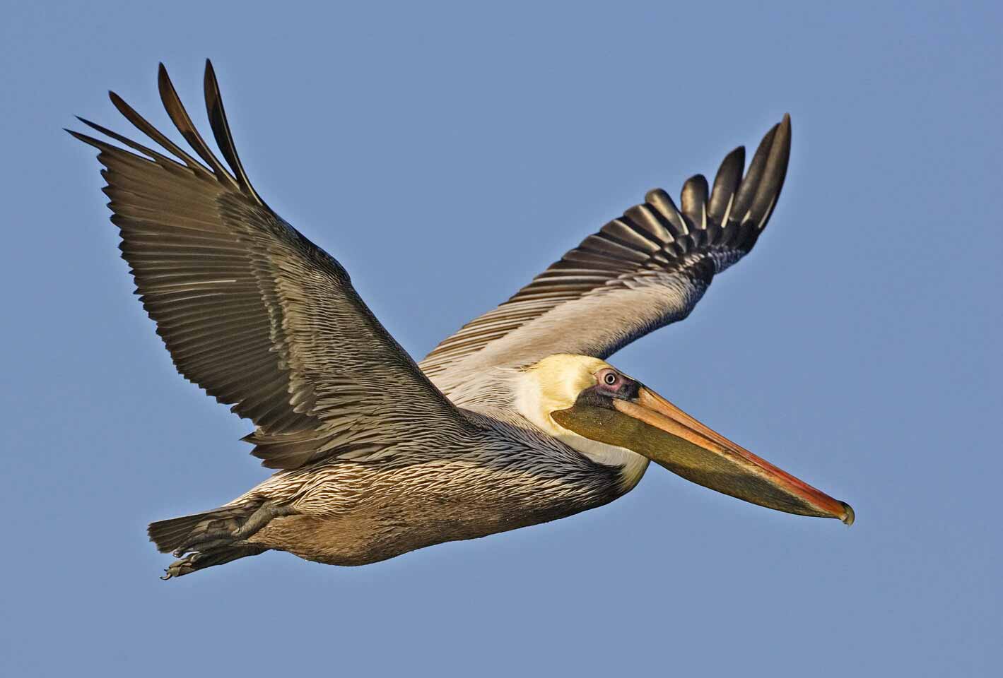 Bird In Everything Endangered Birds List bird-in-everything-endangered-birds-list