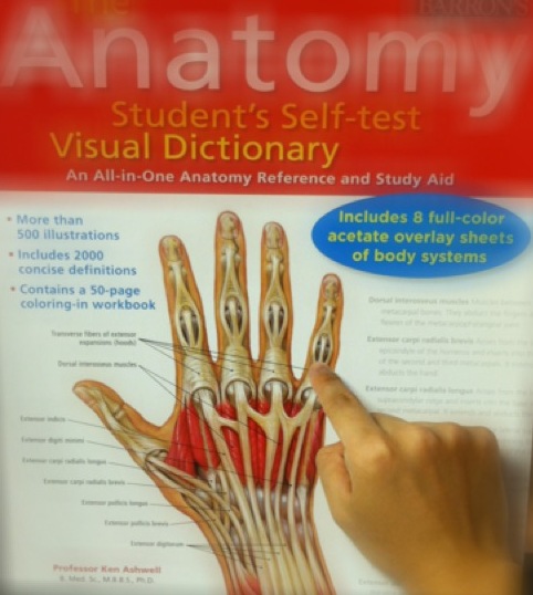 365 Hands: Hand #218 Anatomy