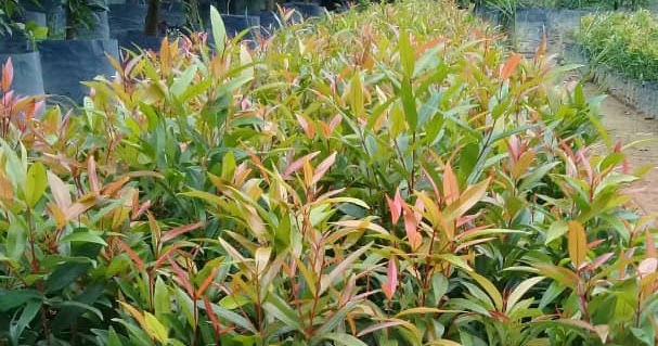 Cita Tani Nursery (NS015495-D): Benih Pokok Kelat Paya