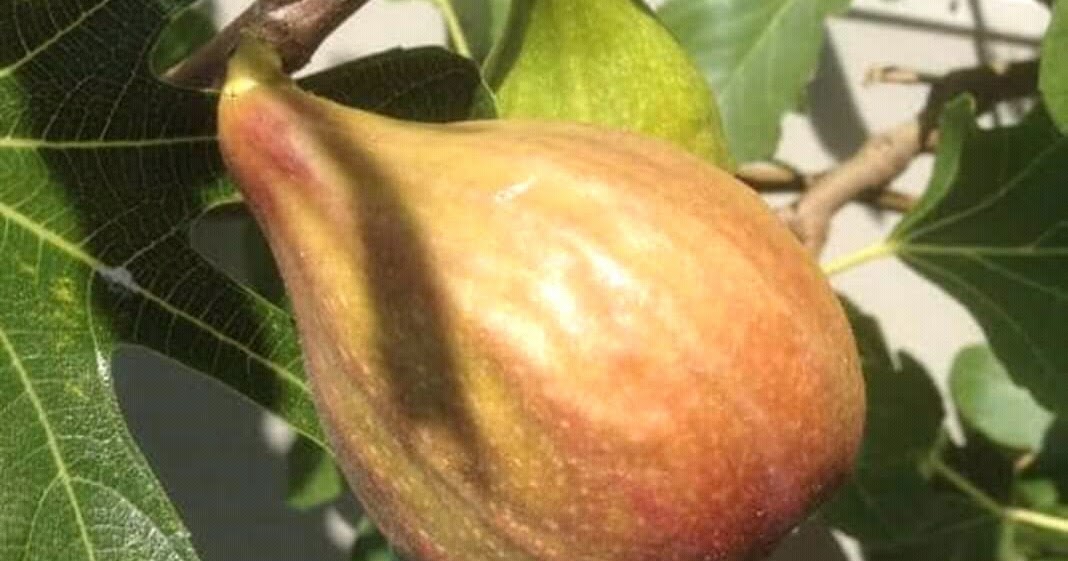 Brunswick Fig - Var Tin