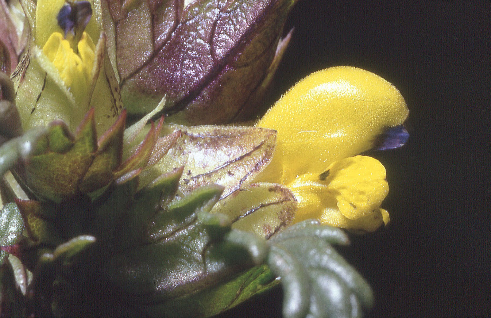 Tophill Low Nature Reserve: Botany