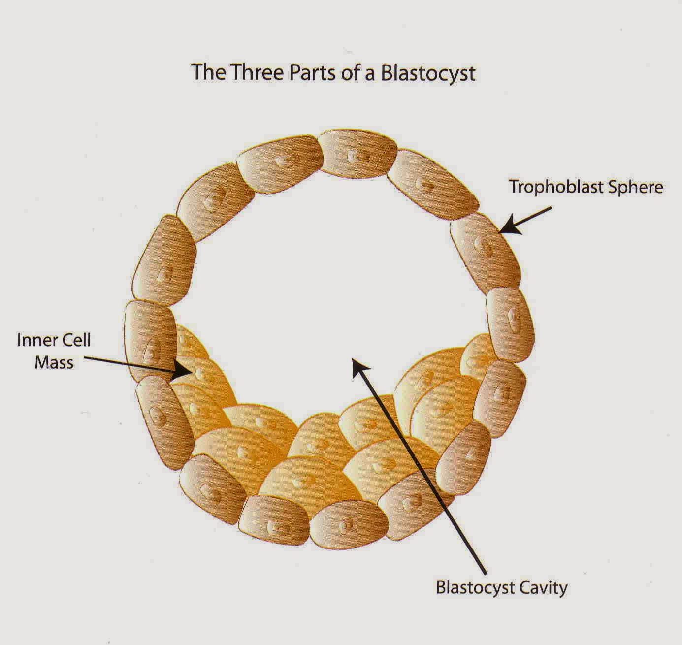 O que é um blastocisto? O meu laboratório de sonhos - Fertilidade e ...