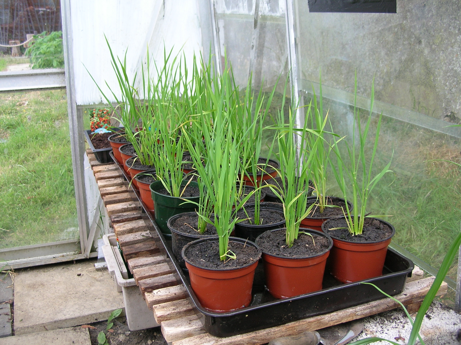 Holy Trinity Primary School Environmental Garden: June 2011