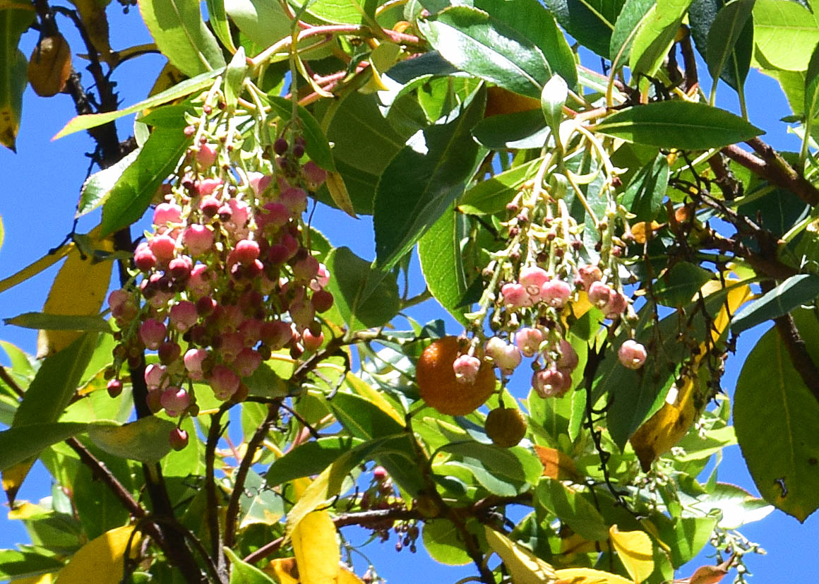 Friends of Carmel Forest Tree Tour with Dr. Matt Ritter 2016 - Carmel ...
