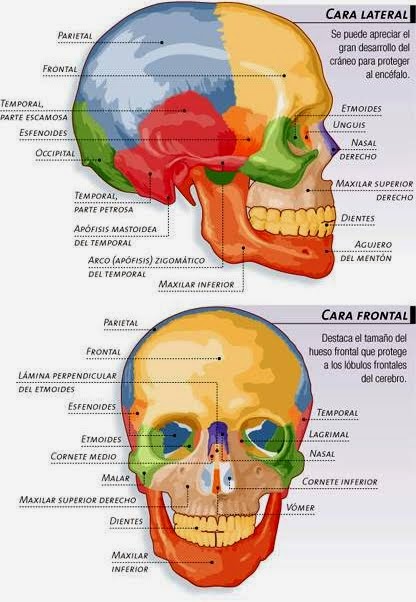 ANATOMÍA Y FISIOLOGÍA HUMANAS: SISTEMA MÚSCULO ESQUELÉTICO: Huesos de ...