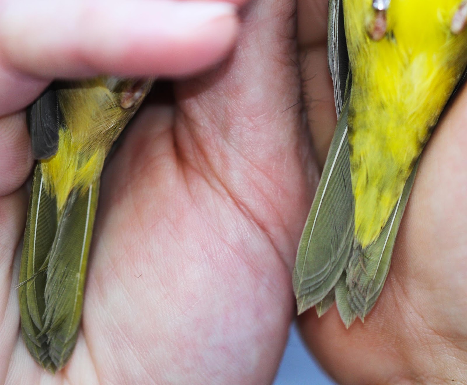 All of Nature: Confusing Fall Migrating Warblers