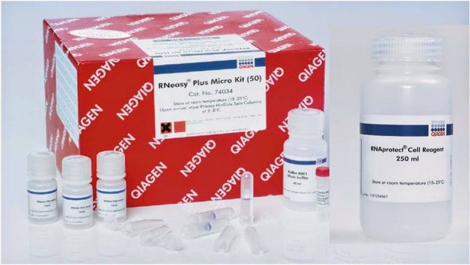 RRResearch: More cell preps for RNA-seq analyses