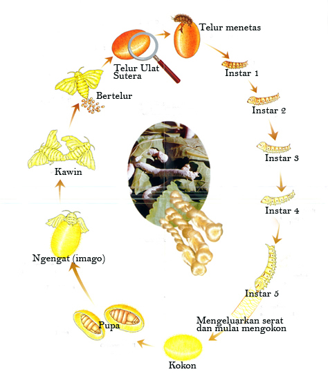 Bagian Ulat Sutra Yang Dimanfaatkan Untuk Kain Sutra