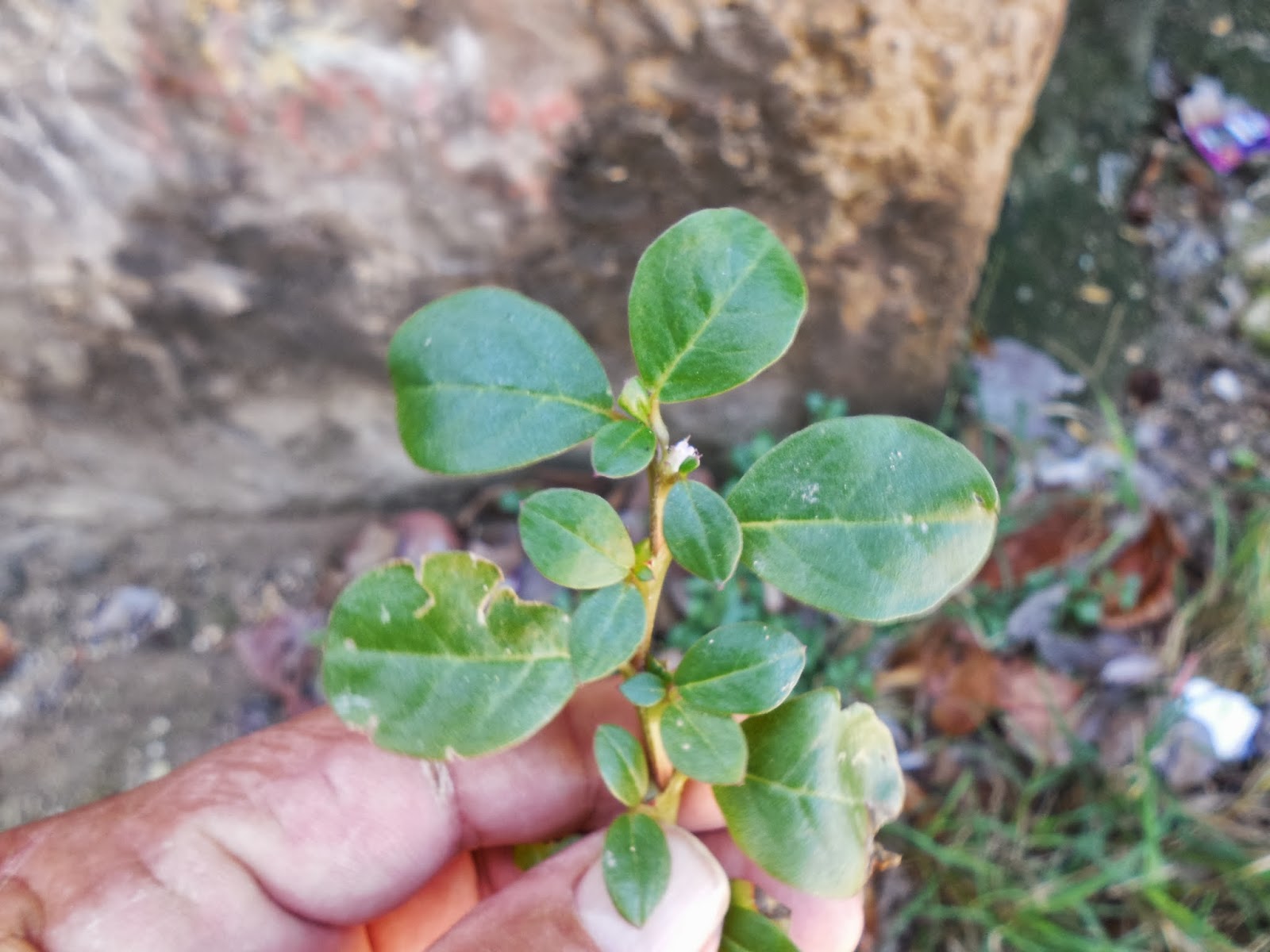 INVENTARIO DE ESPECIES EN EL SECTOR EL PASTILLO ISABELA, PUERTO RICO ...