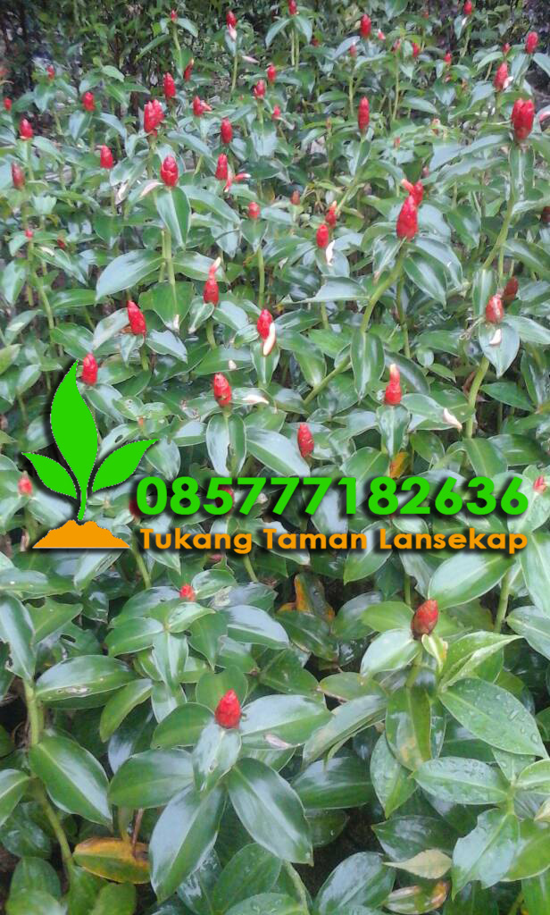 PACING PENTUL | JUAL POHON PACING PENTUL MERAH | JUAL TANAMAN HIAS ...