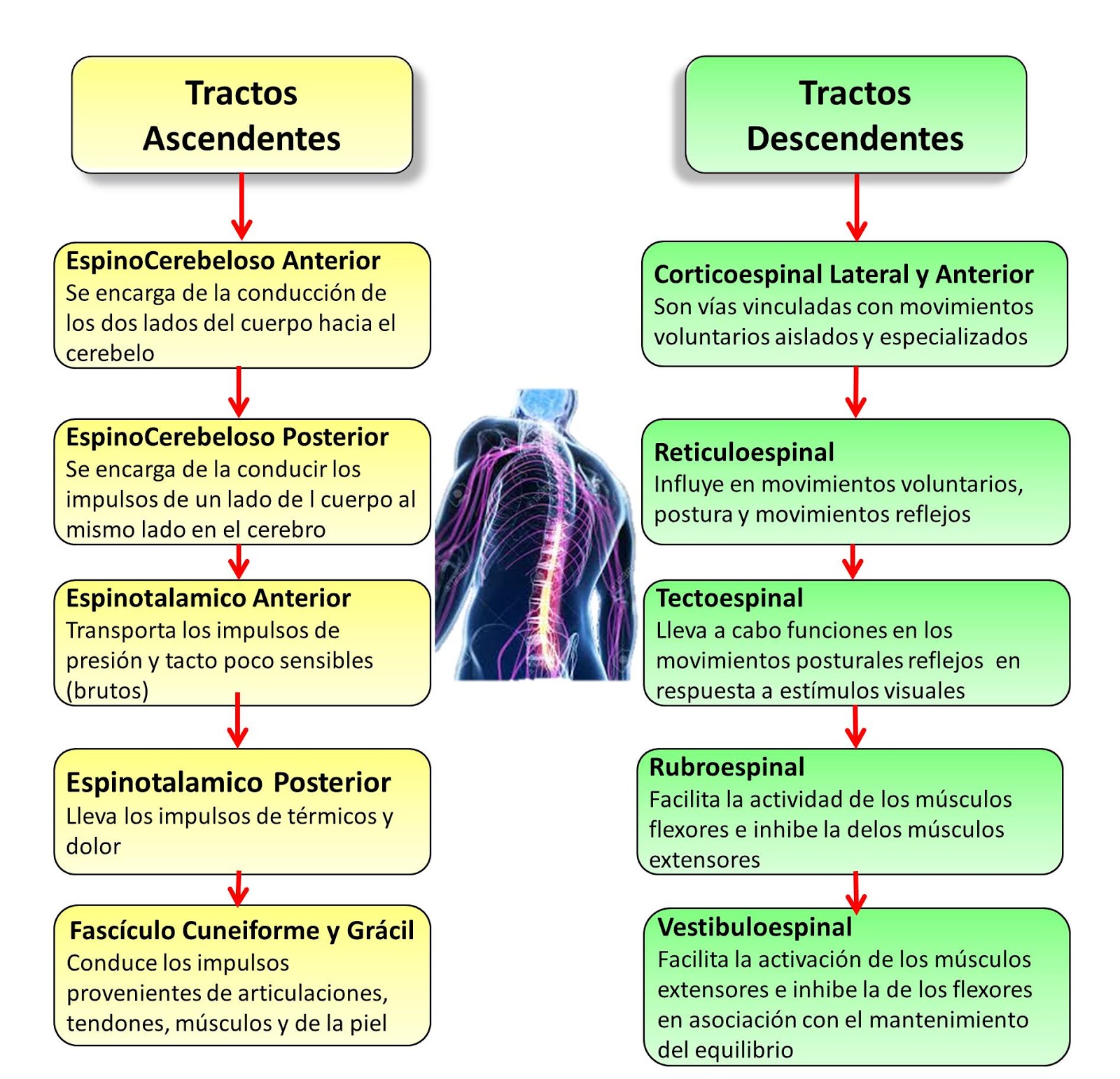 Alejandro Valenzuela Blog de Fisiología Básica UAS: Tractos de la ...
