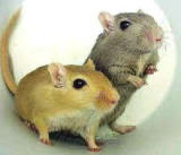 Hamster Talk!: Gerbil: Mindless-Chewing-Machine? Or Awesome Pet?