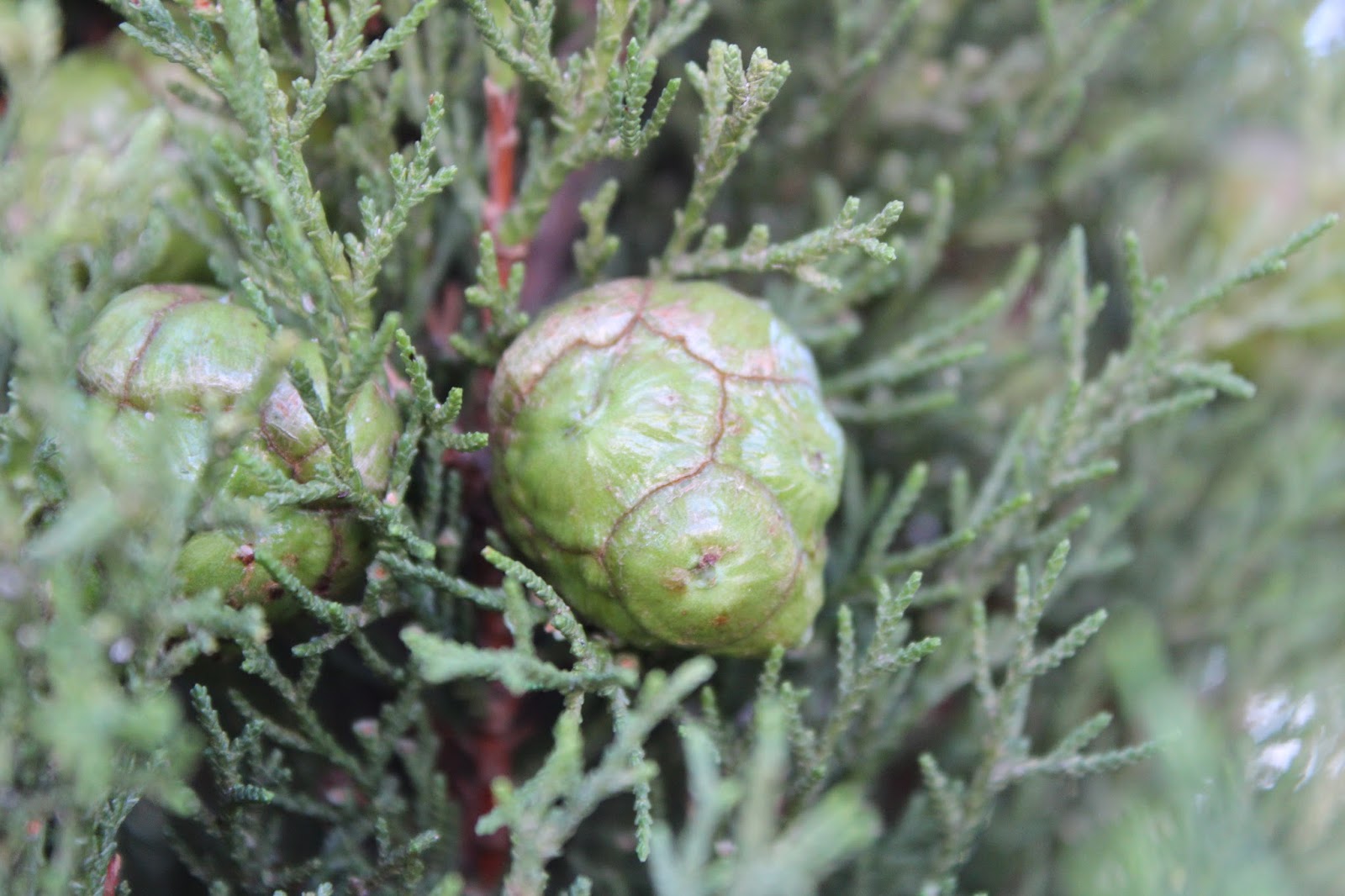 Perfumes y luces de Extremadura: El fruto del ciprés.
