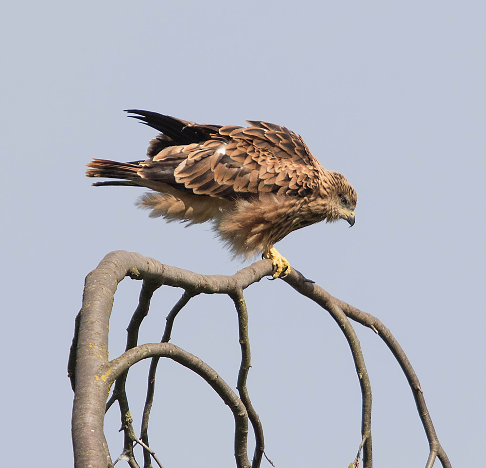 CAMBRIDGESHIRE BIRD CLUB GALLERY: Red Kite