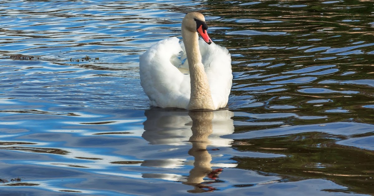 Mine dager i bilder: Svane