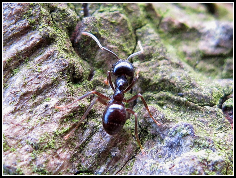 Carnet Nature: Vu en mai -2