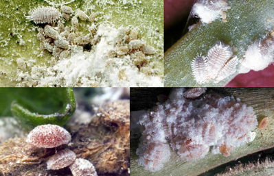 Peduli Ketahanan Hayati Jeruk