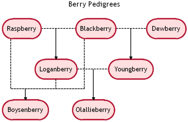 exactly 57 years ago boysenberries were discovered
