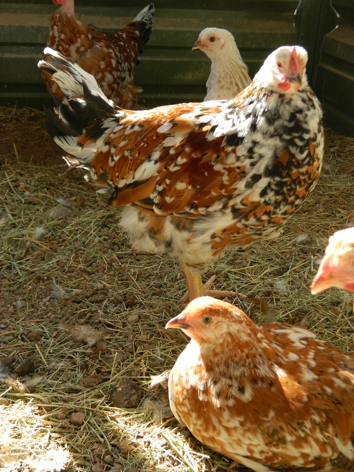 Aloha Chickens: Dun Project Update - Part 2