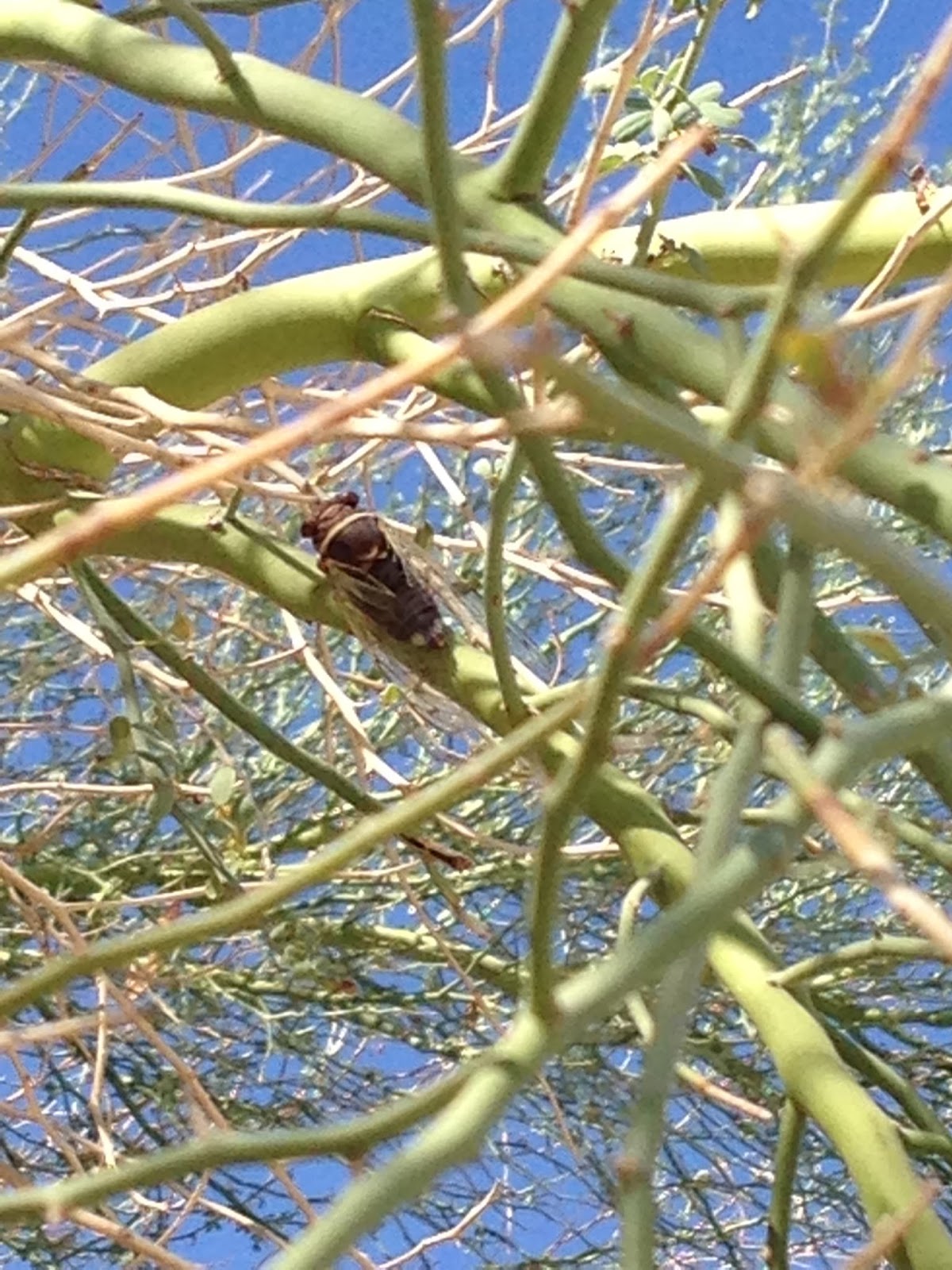虫頭: セミ（Diceroprocta apache) Citrus Cicada