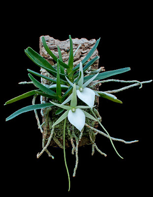 Angraecum elephantinum orchid plant care and culture | Travaldo's blog