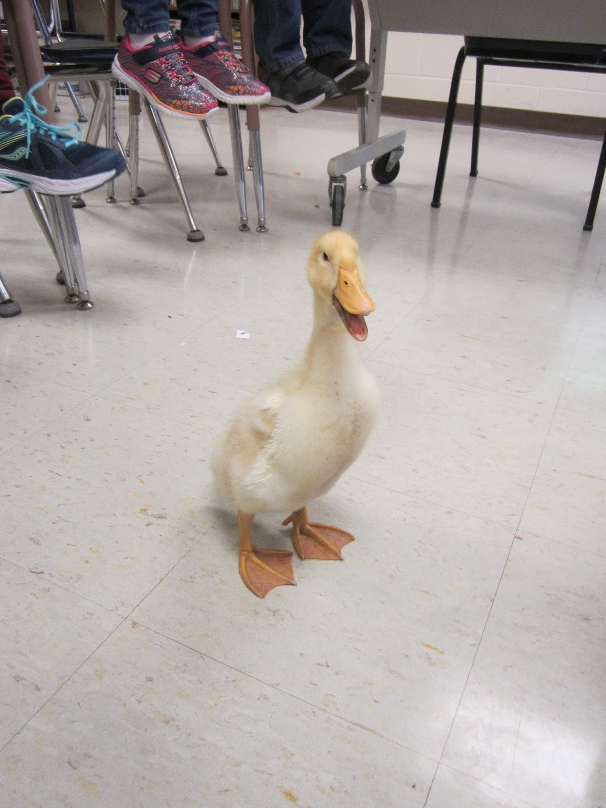 Amy After The Fact: Why was the teacher annoyed with the duck?