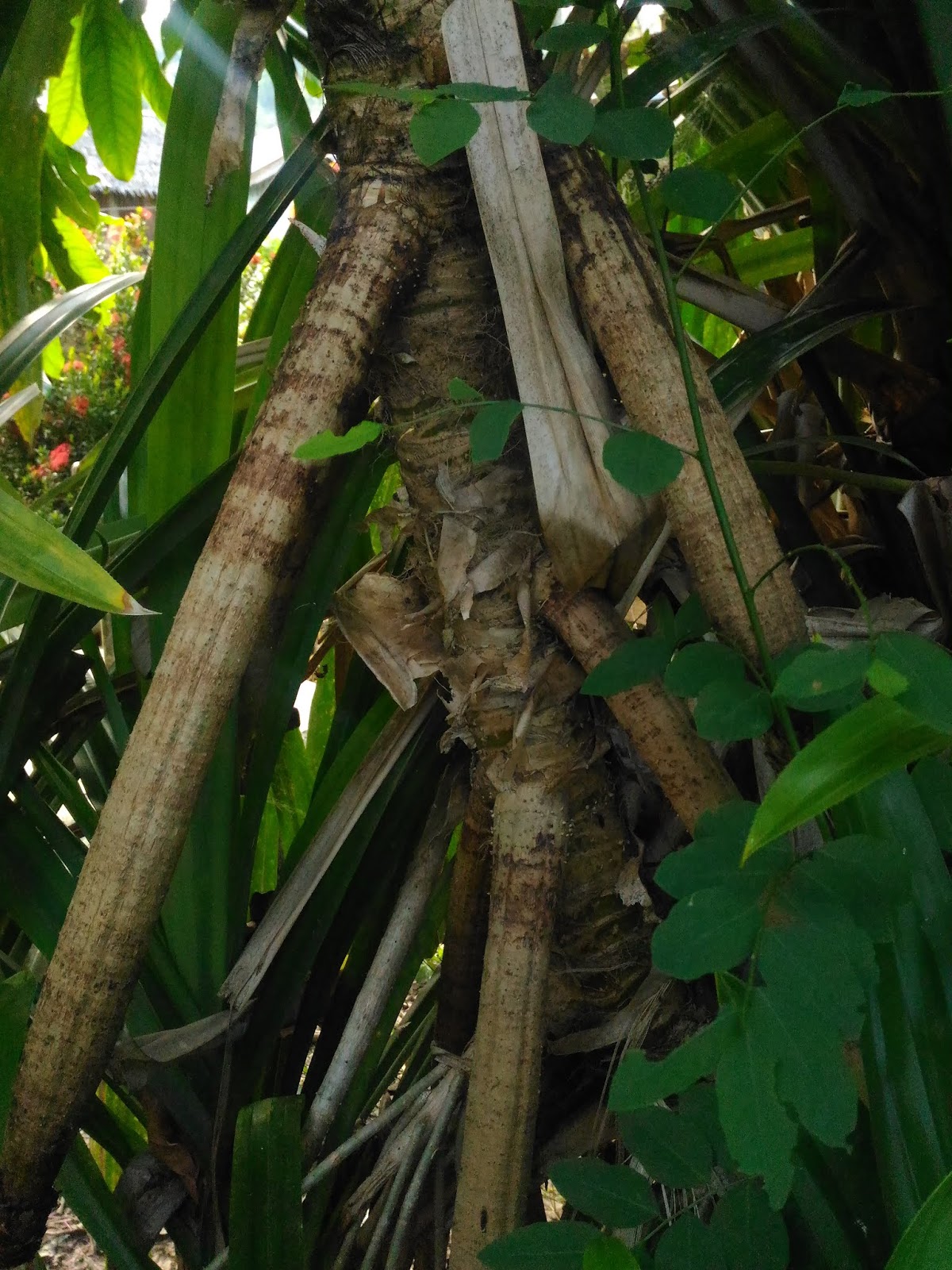 Manfaat dan Ciri-ciri Tanaman Pandan