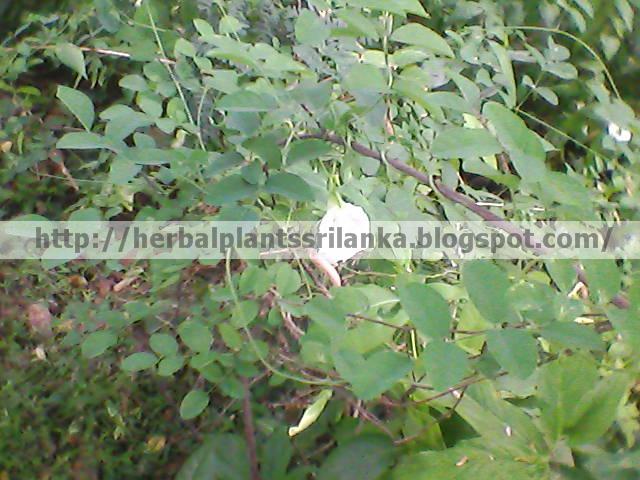 CLIORIA TERNATEA - සුදු කටරොඩු