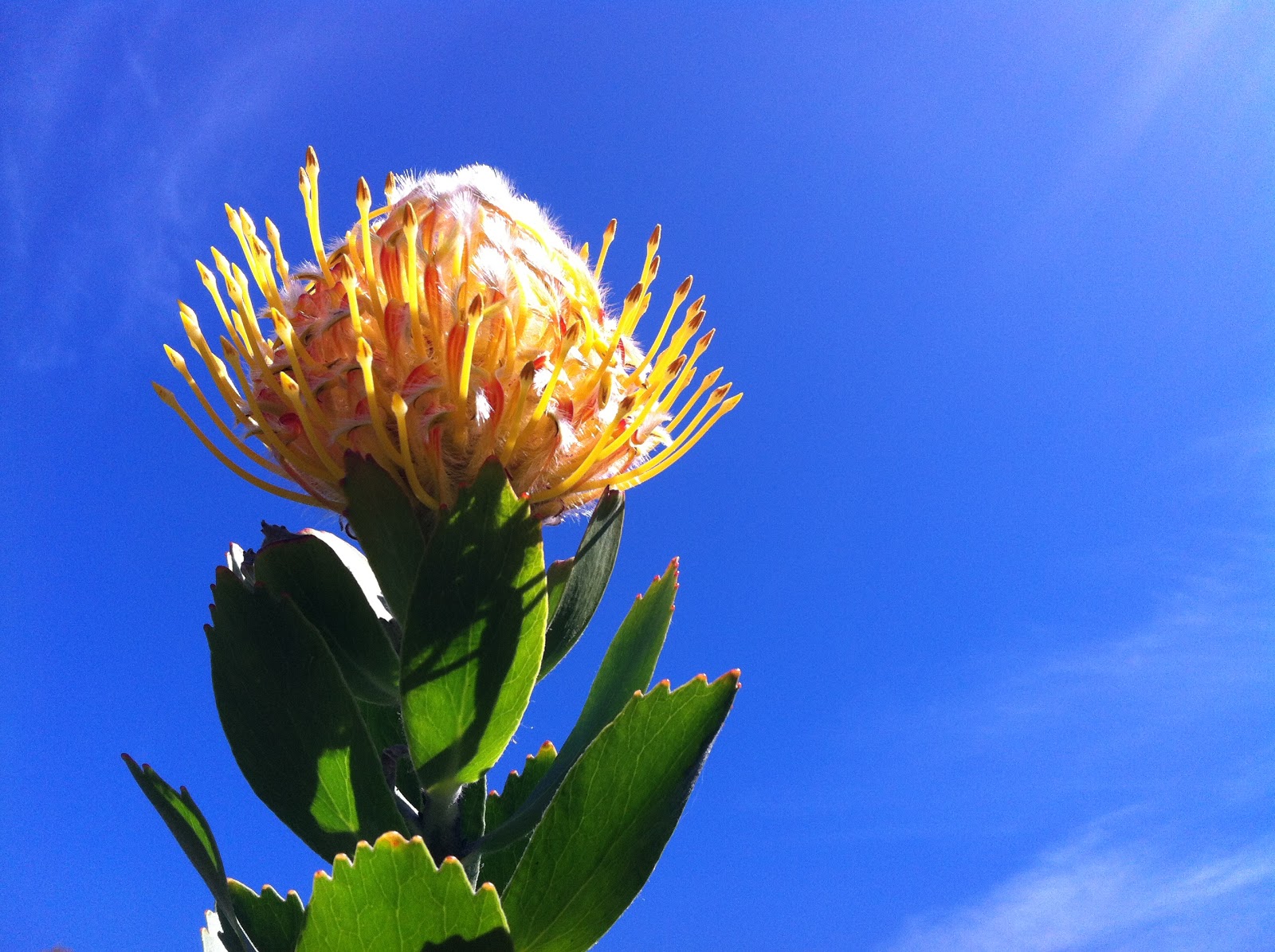 Swallows Nest Farm: Summer Colours