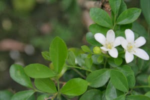 Jenis Tanaman Obat Dan Khasiatnya: Tanaman Obat-Tanaman Kemuning