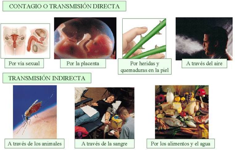 ACT 3º/ 4º ESO DEL IES MIGUEL CRESPO: Nuestras defensas: Actividades.