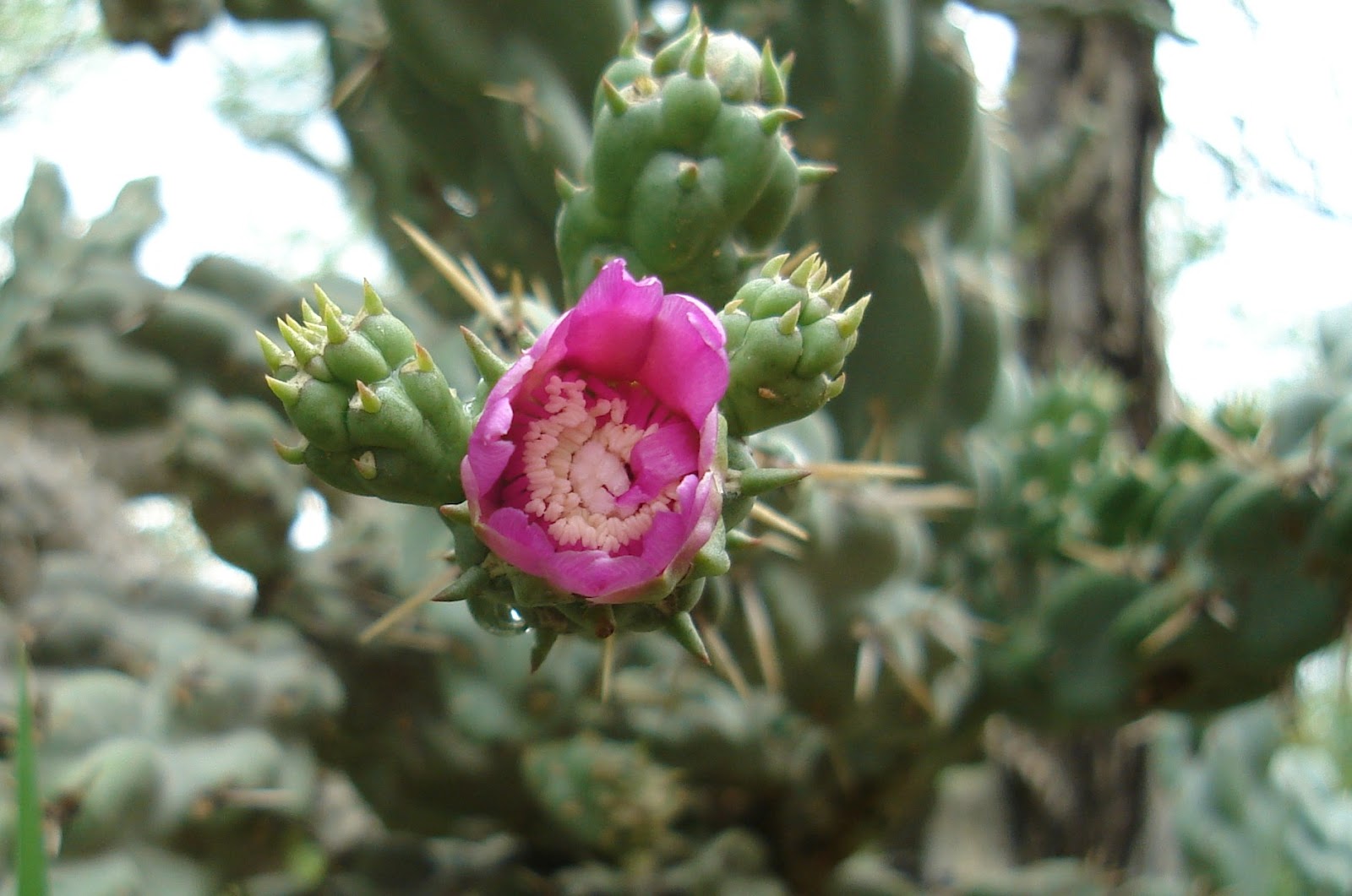 SUDCALIFORNIA DE AYER Y HOY: Flores del campo Sudcaliforniano