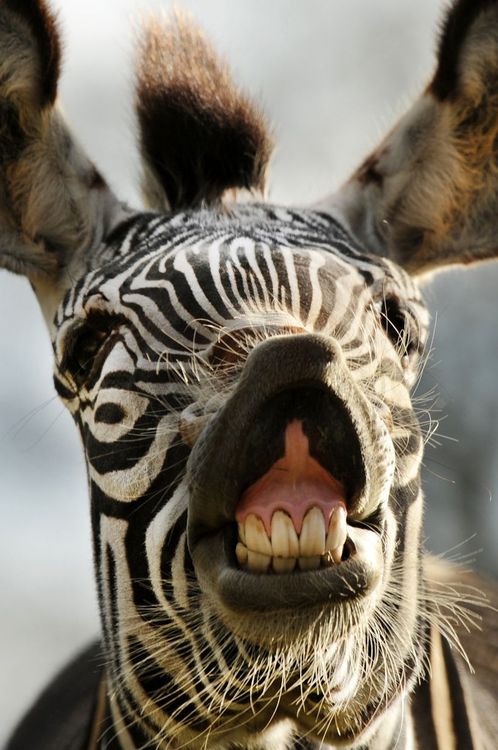 BEAUTY OF WILDLIFE: Awesome Beauty Of Pets and Animals OF The Day