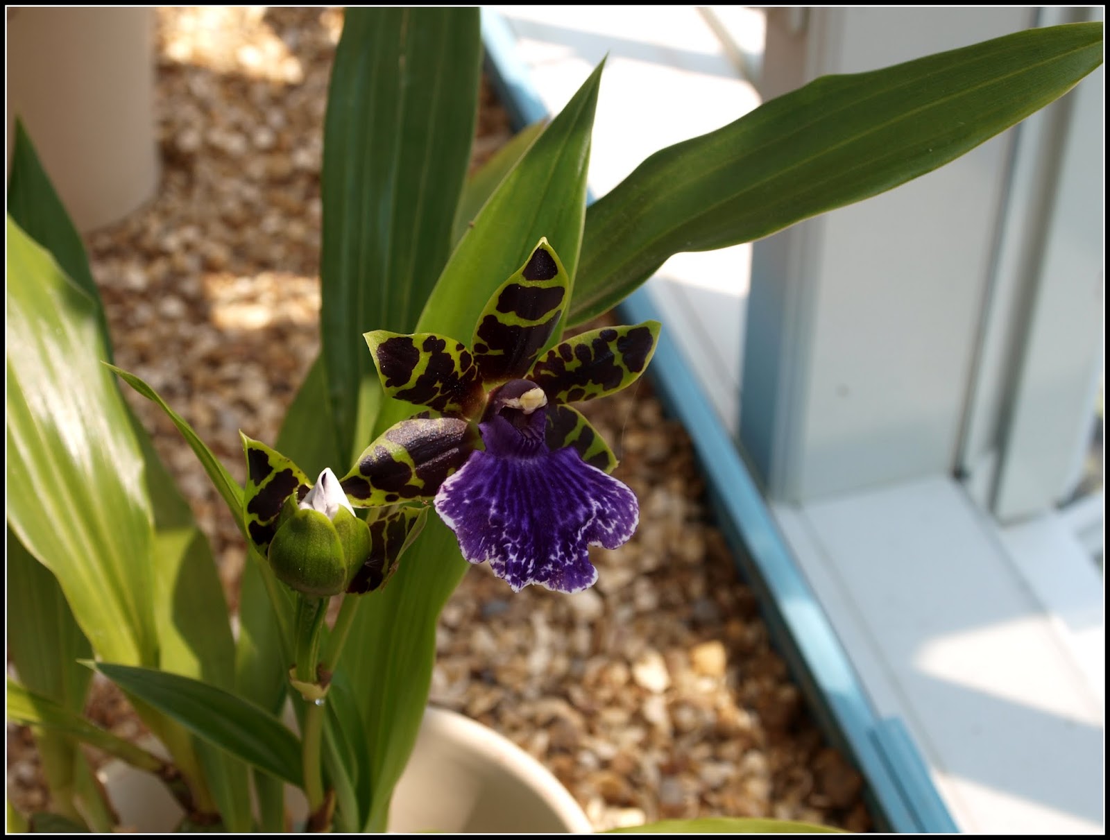 Mark's Veg Plot: Dipley Mill