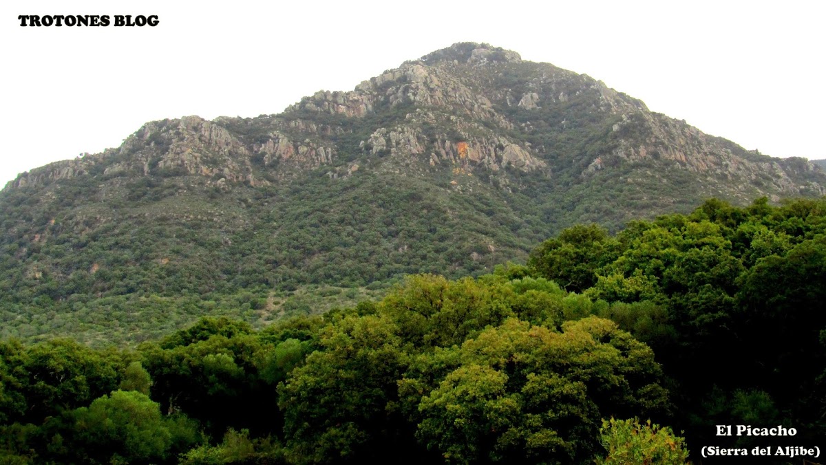 TROTONES BLOG: El Picacho (Sierra del Aljibe)