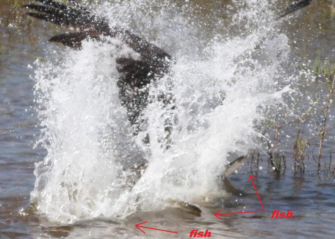 Jo's Morning Walk: Loggerhead Shrike Hunting, Osprey Fishing