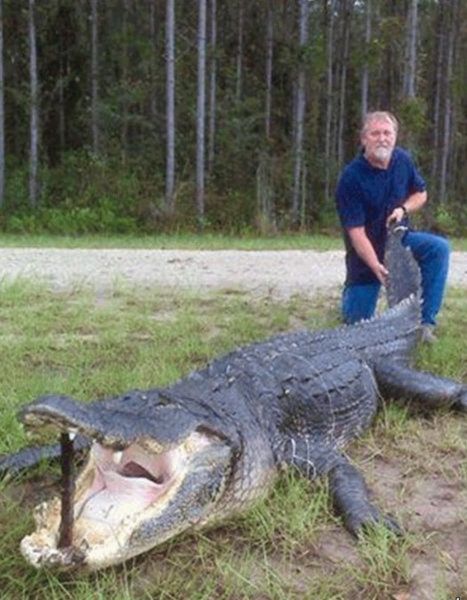 Cool & Krazzy: Monstrous Five Meters Long Crocodile