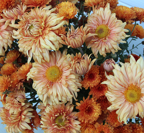 FALL MUM ARRANGEMENTS - Sowing the Seeds