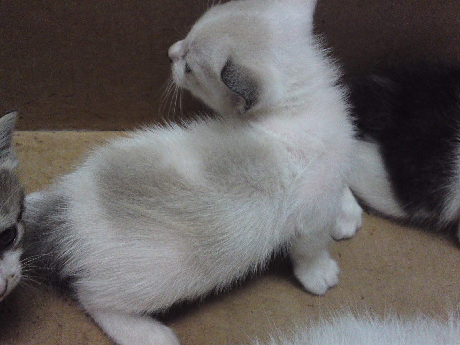 Kumpulan Kucing Warna Kelabu Comel