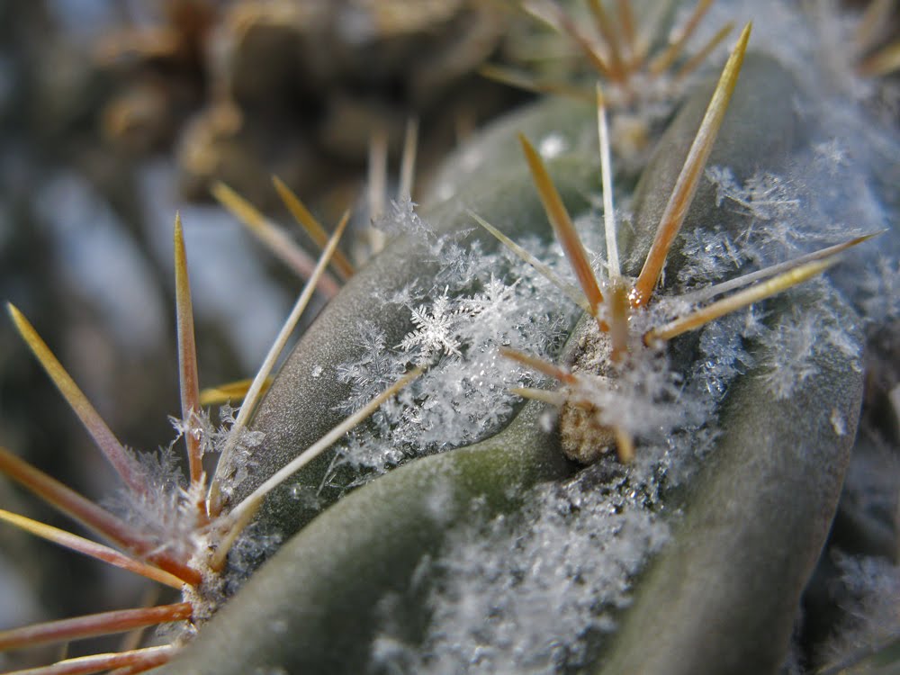drylands journal: Desert Snowflakes